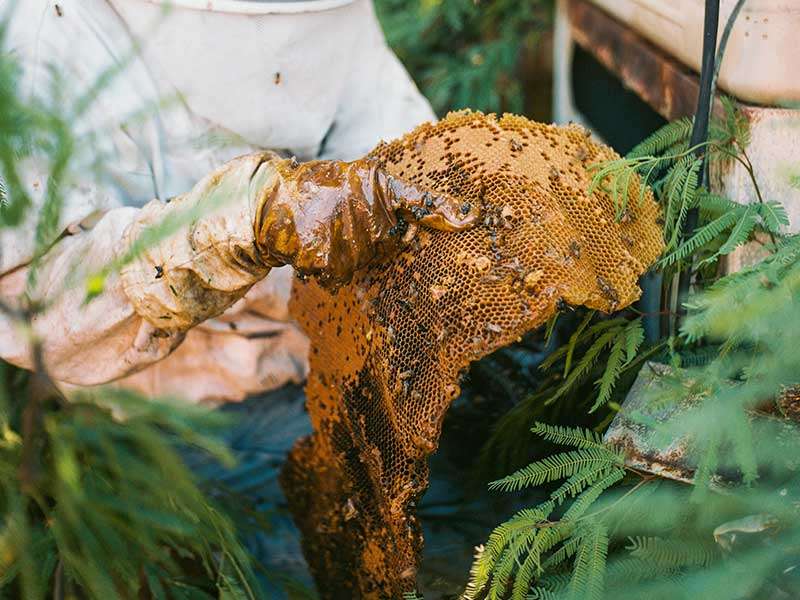 Find Humane Bee Removal Near You | Honeybee Rescue Directory