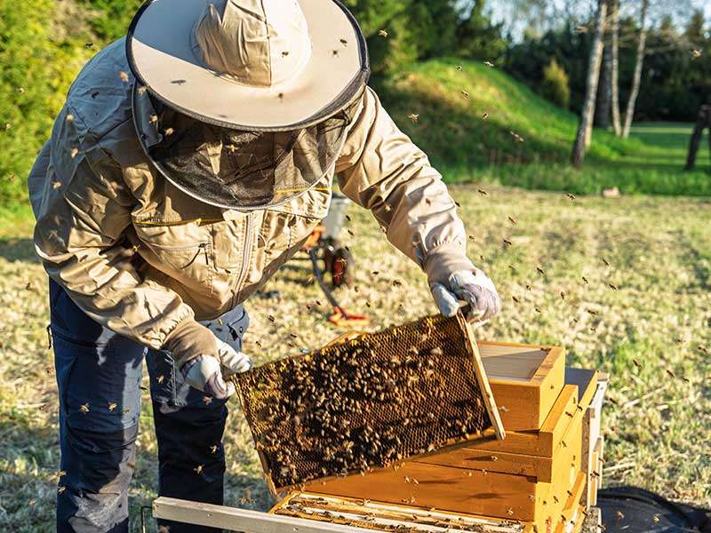 Find Humane Bee Removal Near You | Honeybee Rescue Directory